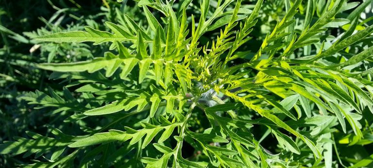 Ragweed: What it is & how to avoid its consequences