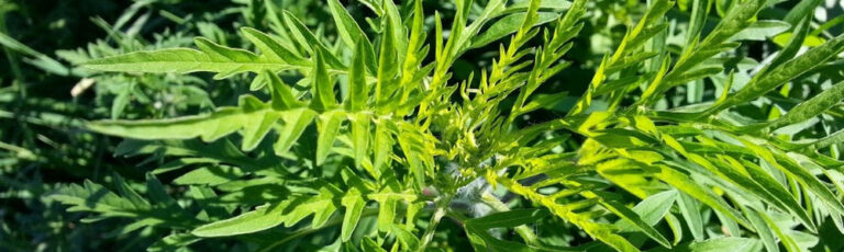 Oral Allergy Syndrome with Ragweed Allergies - Allergychoices