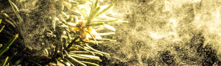 Do Your Allergies Seem to Bud with the Trees? - Allergychoices