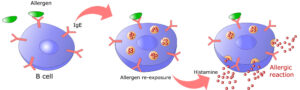 What Happens During an Allergic Reaction? - Allergychoices