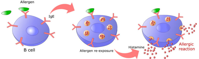 What Happens During an Allergic Reaction? - Allergychoices